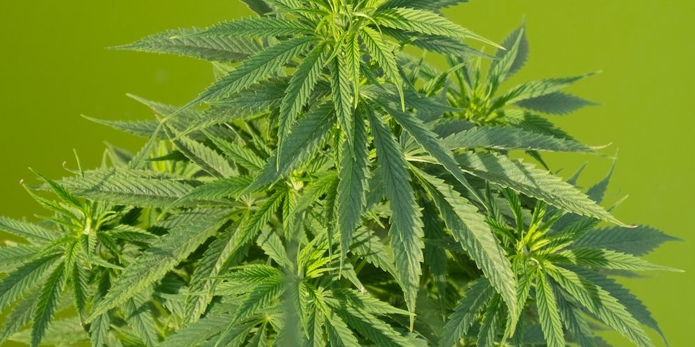 What is the Best Weed in the World for 2021? - ONLYGAS